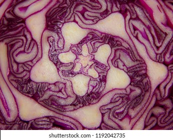 Red Cabbage Cross Section Stock Photo (Edit Now) 1204074544