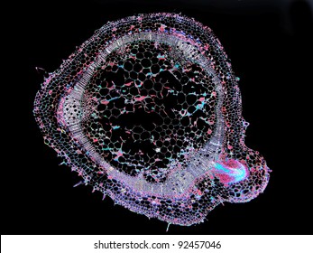 290 Adventitious root Images, Stock Photos & Vectors | Shutterstock