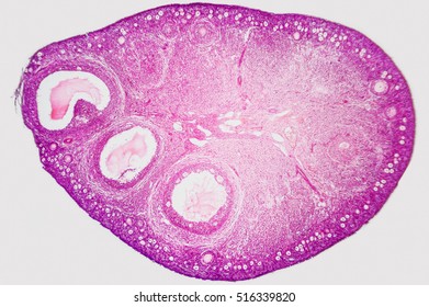 571 Cats Ovary Images, Stock Photos & Vectors | Shutterstock