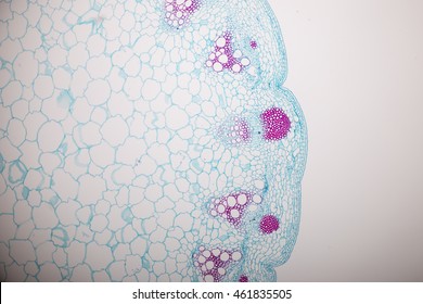 Histology Monocot Stem Under Microscope Education Stock Photo ...