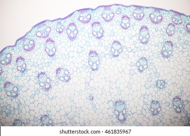 Histology Monocot Stem Under Microscope Education 庫存照片 1664952952 ...
