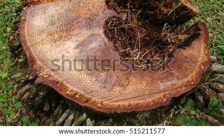 Cross Section Surface Trunk Palm Shows Stock Photo (Edit Now) 515211577 ...