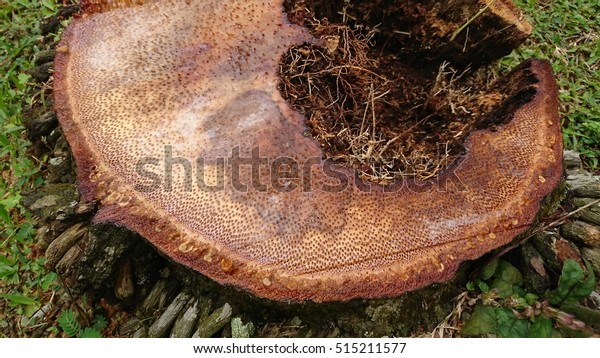 Cross Section Surface Trunk Palm Shows Stock Photo 515211577 | Shutterstock