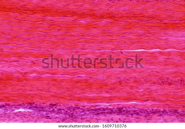 Cross Section Tendon Cells Under Microscope Stock Photo (Edit Now ...