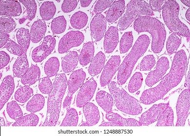 Cross Section Testis Tissue Under Microscope Stock Photo 1248887530 ...