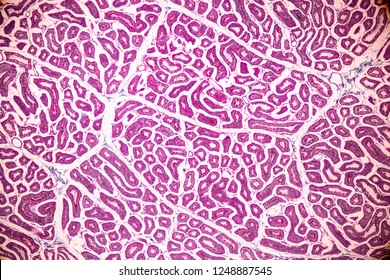 Cross Section Testis Tissue Under Microscope Stock Photo 1248887545 ...