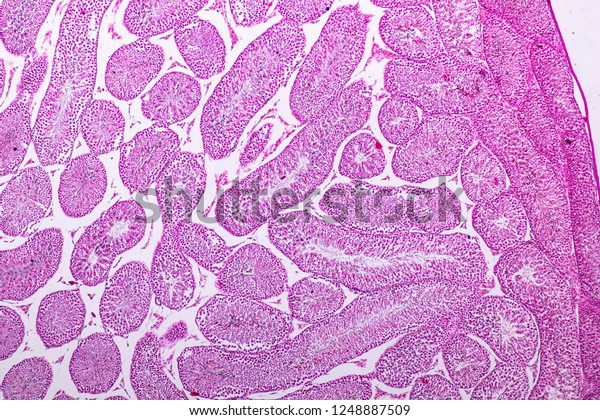 Cross Section Testis Tissue Under Microscope Stock Photo 1248887509 ...