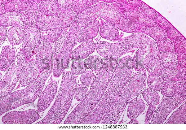 Cross Section Testis Tissue Under Microscope Stock Photo 1248887533 ...