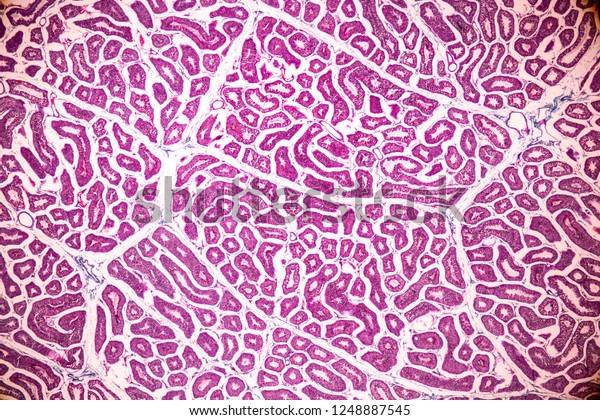 Cross Section Testis Tissue Under Microscope Stock Photo 1248887545 ...