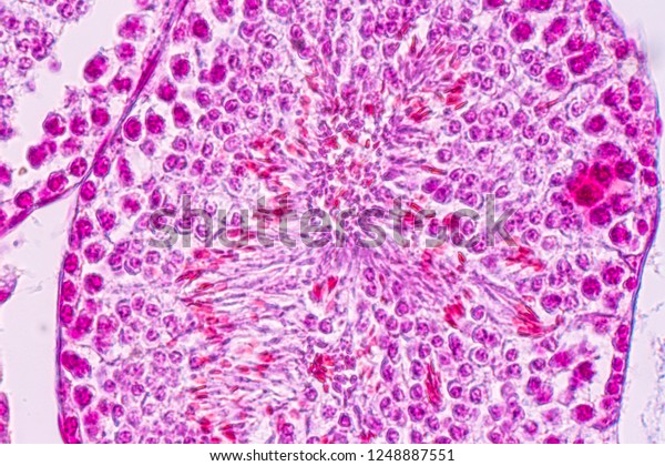Cross Section Testis Tissue Under Microscope Stock Photo 1248887551 ...