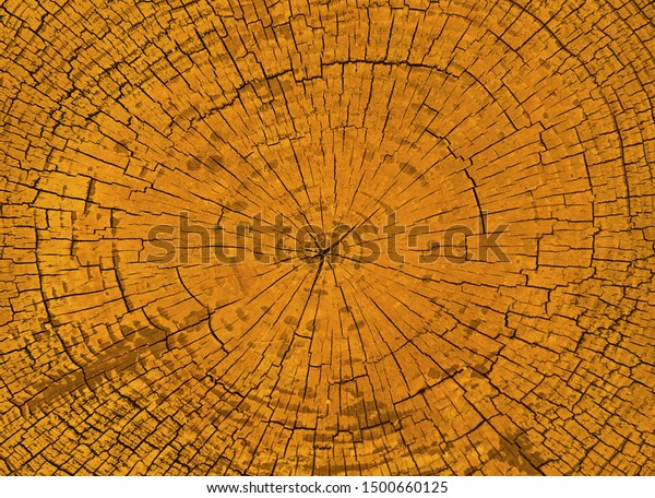 Cross Section Texture Old Oak Tree Stock Photo 1500660125 | Shutterstock