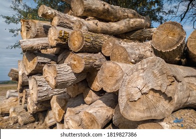 Cross Section Through Tree Trunk Many Stock Photo 1819827386 | Shutterstock