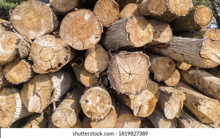 Cross Section Through Tree Trunk Many Stock Photo 1819827389 | Shutterstock