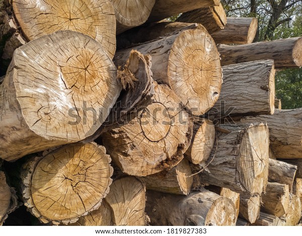 Cross Section Through Tree Trunk Many Stock Photo 1819827383 | Shutterstock