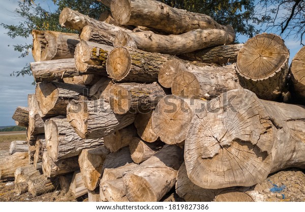 Cross Section Through Tree Trunk Many Stock Photo 1819827386 | Shutterstock