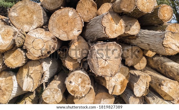 Cross Section Through Tree Trunk Many Stock Photo 1819827389 | Shutterstock