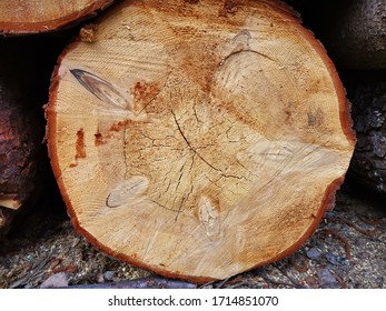 Cross Section Through Trunk Tree Stock Photo 1714851070 | Shutterstock