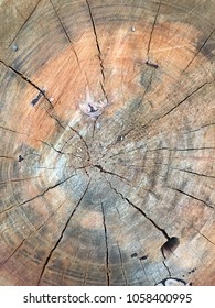 Cross Section Timber Stock Photo 1058400995 | Shutterstock