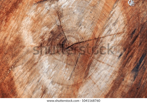 Cross Section Timber Background Stock Photo 1041168760 | Shutterstock
