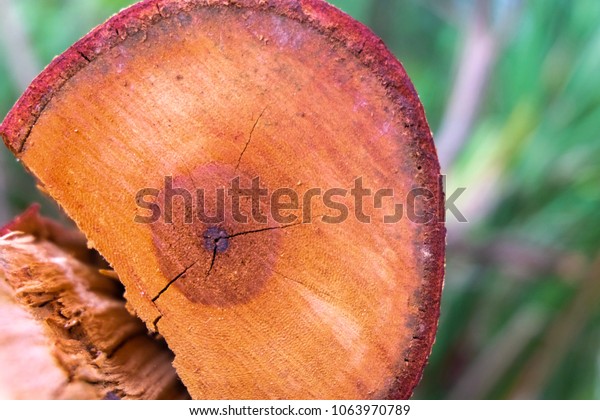 Cross Section Timber Cut Tree Logs Stock Photo 1063970789 | Shutterstock