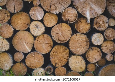 Cross Section Timber Cut Trees Firewood Stock Photo 2071108019 ...
