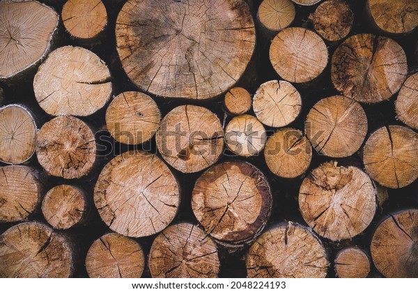 Cross Section Timber Cut Trees Firewood Stock Photo 2048224193 ...
