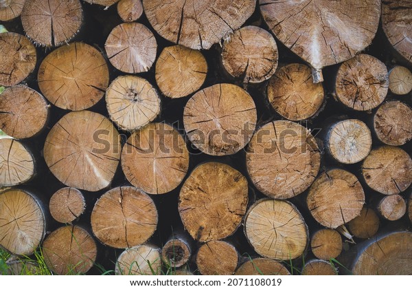 Cross Section Timber Cut Trees Firewood Stock Photo 2071108019 ...