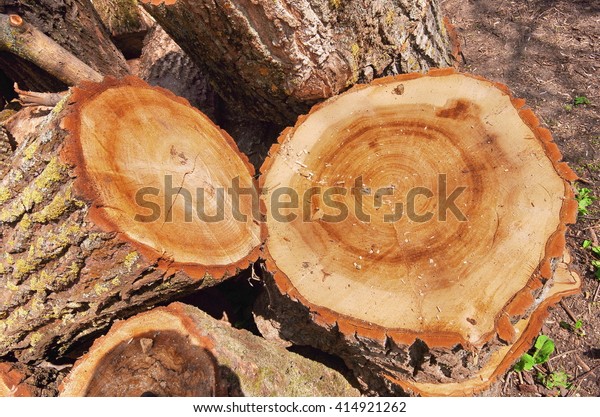 Cross Section Timber Cut Trees Background Stock Photo 414921262 ...