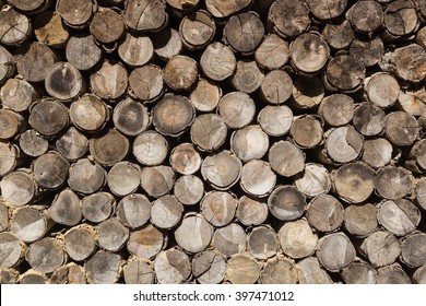 Cross Section Timber Damage Termite Firewood Stock Photo 397471012 ...