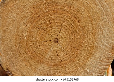 Cross Section Tree Stock Photo 675152968 | Shutterstock