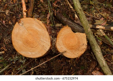 Neem Tree Texture Background Image Wood库存照片1732636886 | Shutterstock