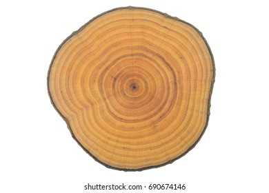 Cross Section Tree Stock Photo 690674146 | Shutterstock