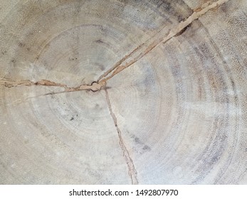 Cross Section Tree Background Texture Stock Photo 1492807970 | Shutterstock
