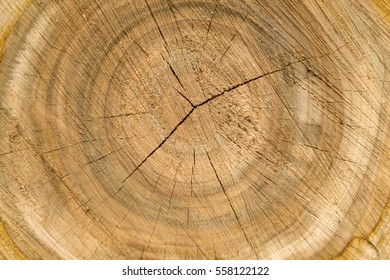Cross Section Tree Tree Cut Down Stock Photo 558122122 | Shutterstock