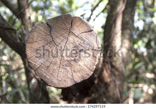Cross Section Tree Forest Stock Photo 174297119 | Shutterstock
