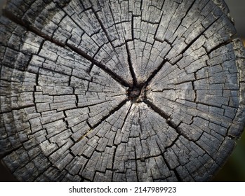 Cross Section Tree Log Stock Photo 2147989923 | Shutterstock