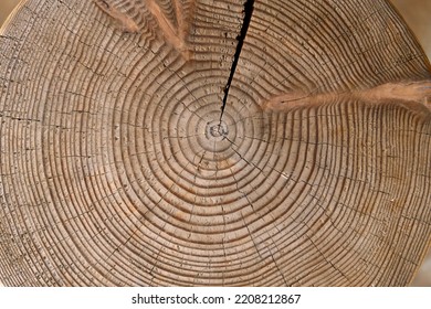 Cross Section Tree Stump Stock Photo 2208212867 | Shutterstock