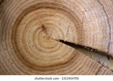 Cross Section Tree Trunk Stock Photo 1315454705 | Shutterstock
