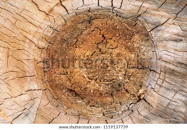 Cross Section Tree Trunk Cracks Closeup Stock Photo 1159137739 ...