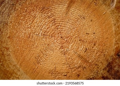 Cross Section Tree Trunk Log Circular Stock Photo 2193568575 | Shutterstock