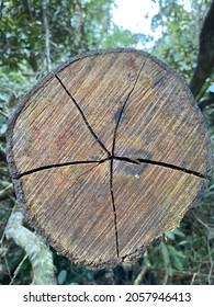 2,720 Cross Section Of Tree Branch Images, Stock Photos & Vectors ...