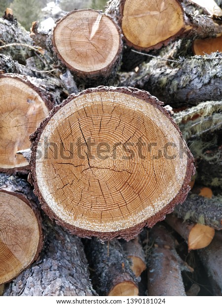 Cross Section Tree Trunk Showing Growth Stock Photo 1390181024 ...