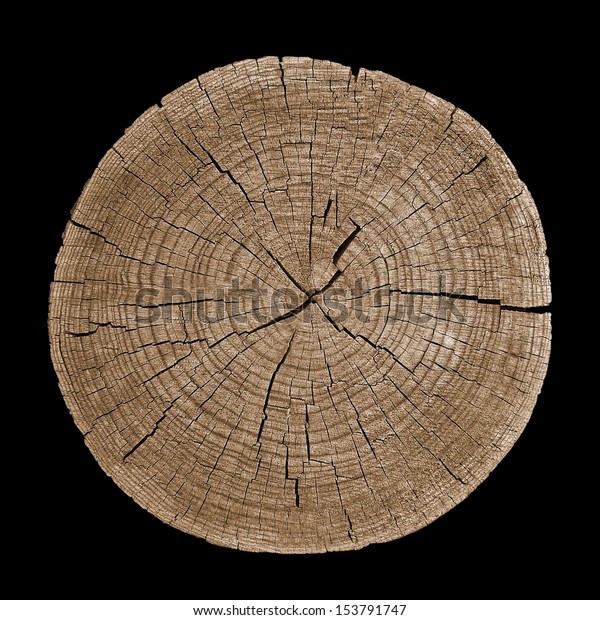 Cross Section Tree Trunk Showing Growth Stock Photo 153791747 ...