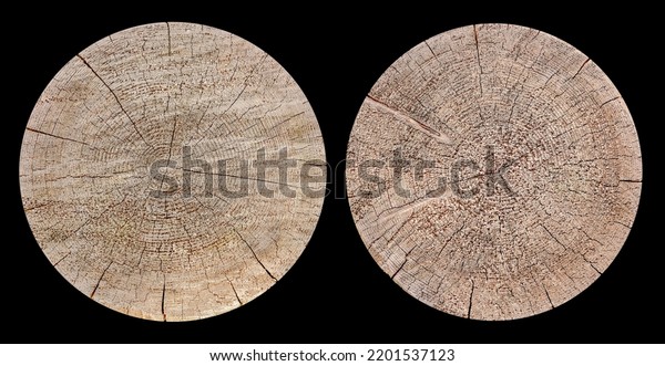 Cross Section Tree Trunk Showing Growth Stock Photo 2201537123 ...