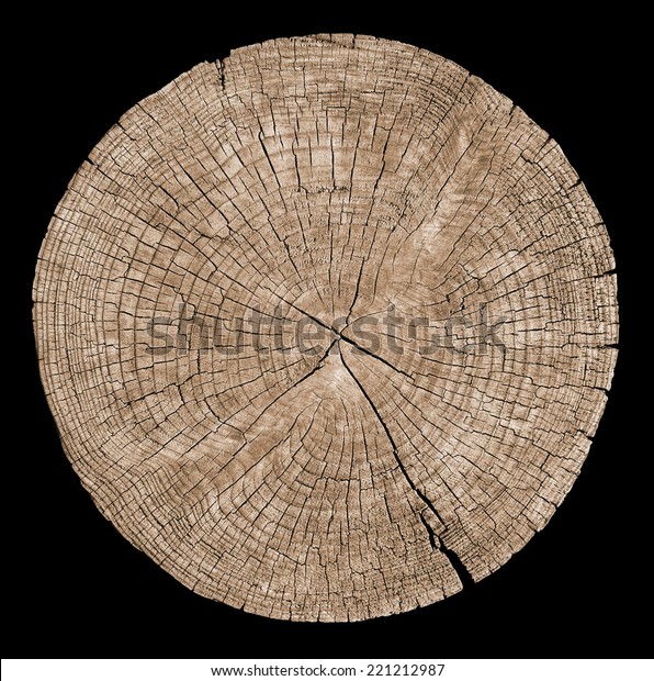 Cross Section Tree Trunk Showing Growth Stock Photo 221212987 ...