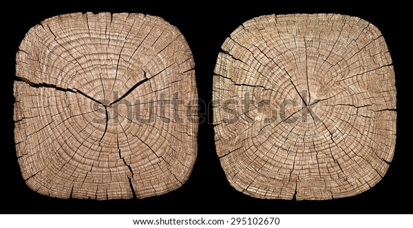 Cross Section Tree Trunk Showing Growth Stock Photo 295102670 ...