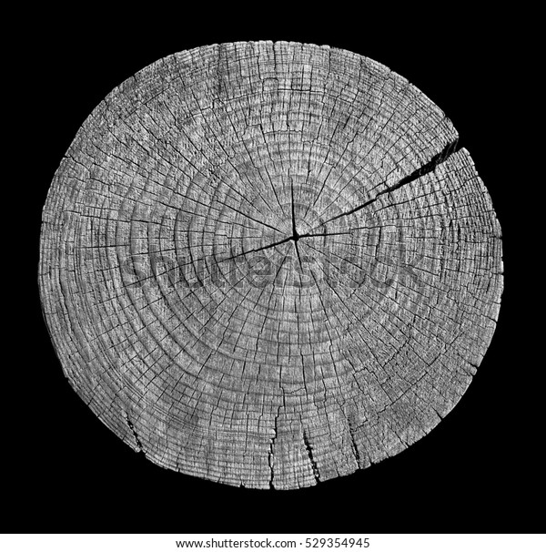 Cross Section Tree Trunk Showing Growth Stock Photo 529354945 ...