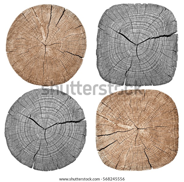 Cross Section Tree Trunk Showing Growth Stock Photo 568245556 ...