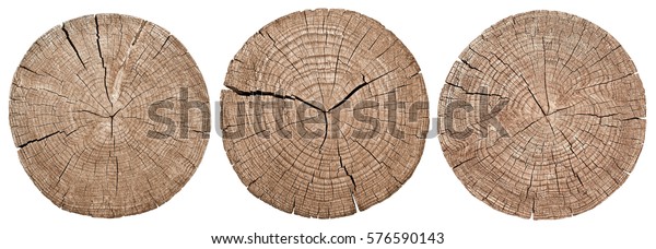 Cross Section Tree Trunk Showing Growth Stock Photo 576590143 ...