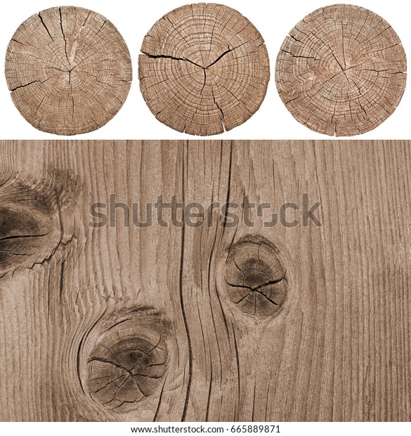 Cross Section Tree Trunk Showing Growth写真素材665889871 | Shutterstock
